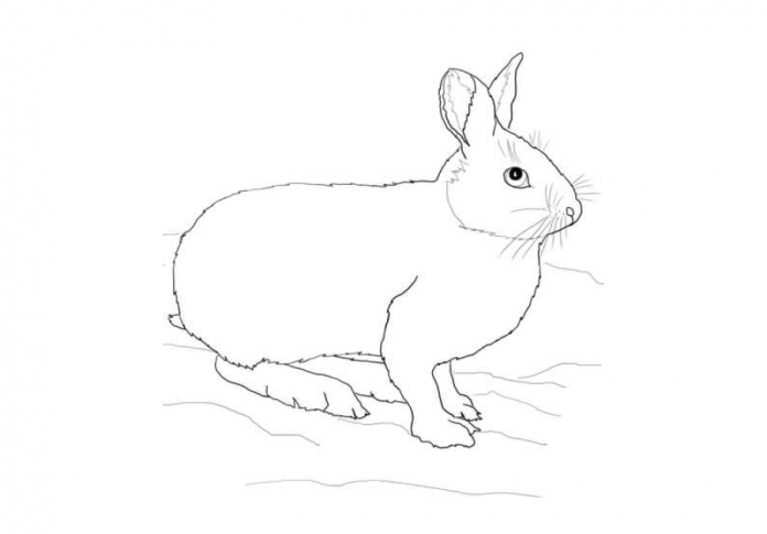 Los Mejores Dibujos de Conejos para Colorear ☀️ - Todo para colorear Los Mejores Dibujos de Conejos para Colorear ☀️ - Todo para colorear