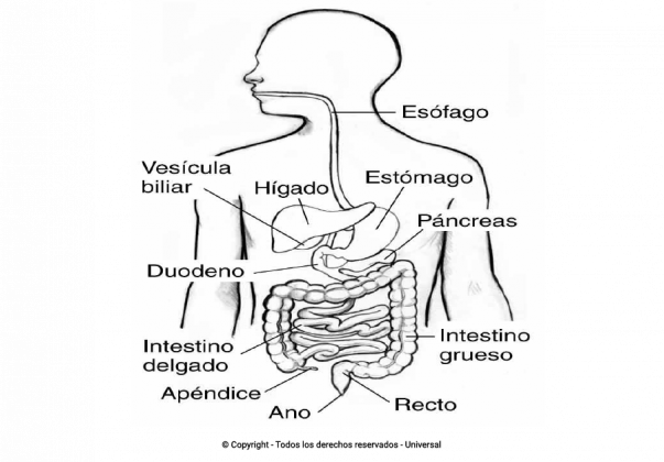 Los Mejores Dibujos del aparato digestivo para colorear ☀️ - Todo para ... Los Mejores Dibujos del aparato digestivo para colorear ☀️ - Todo para ...